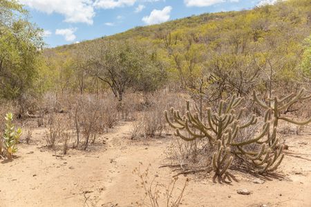 Le Sertao du Brésil, sur les traces de Lampiao et des Cangaceiros avec ...
